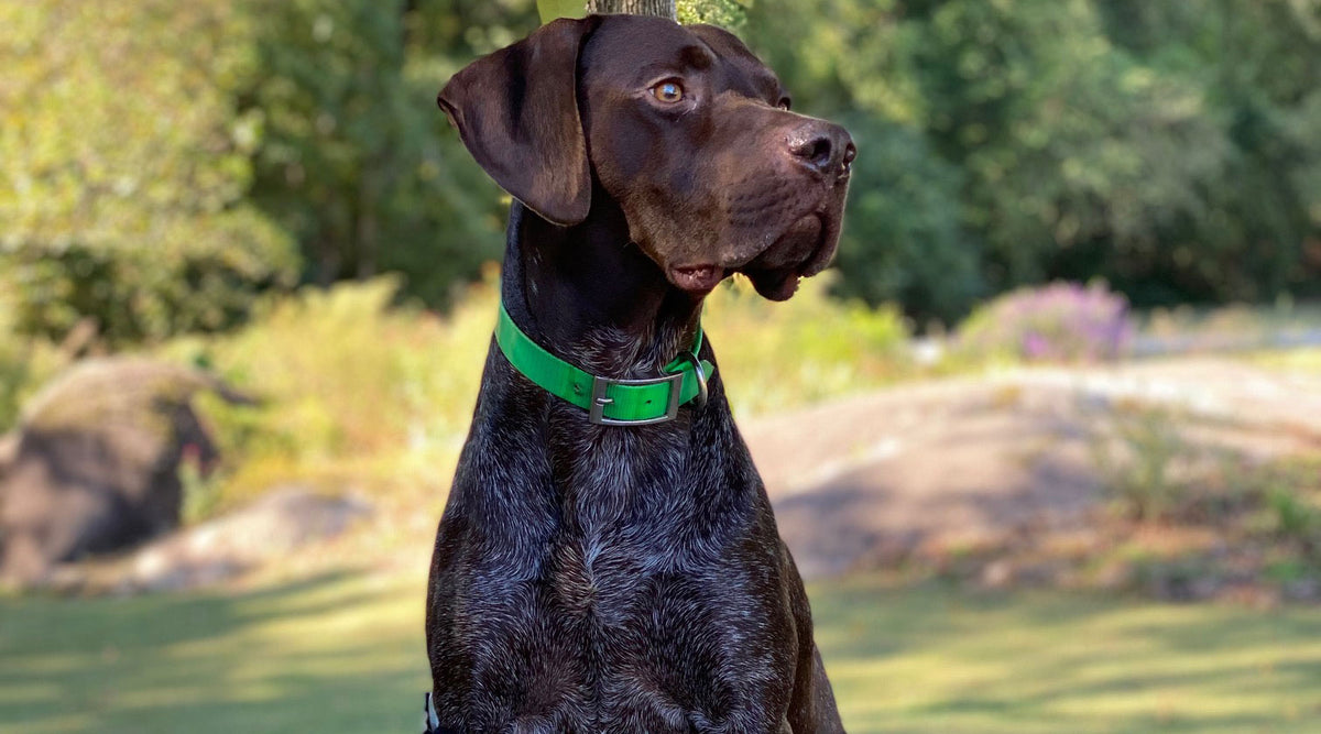 Loki: The Inspiring Story of a Hunting Dog and His Prosthetic - Animal ...