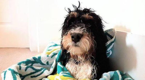 Don’t leave your dog out of your spring cleaning routine - Animal Ortho ...