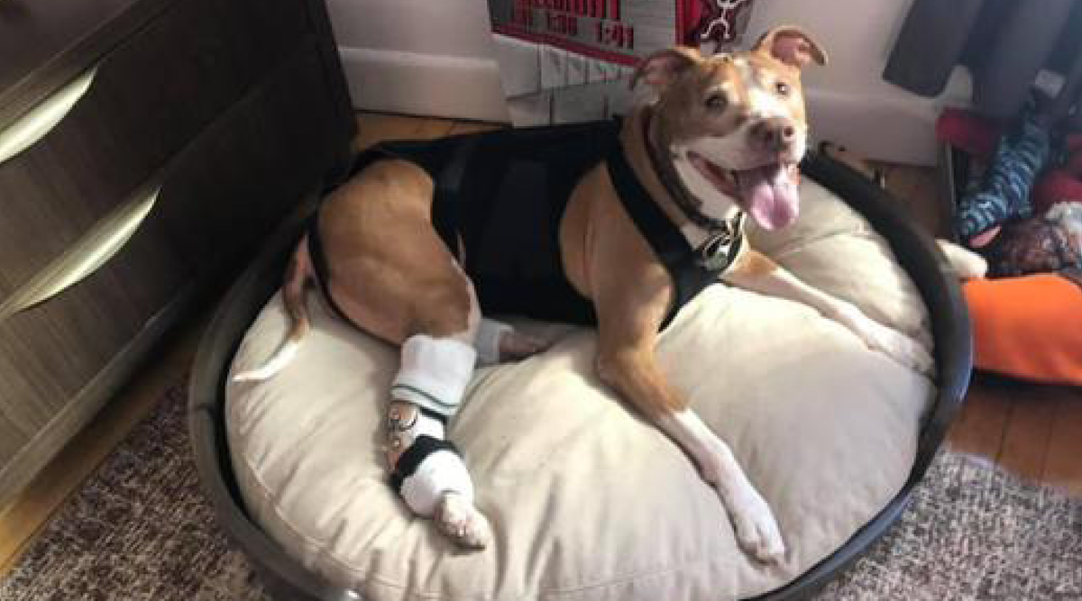 Giving Rachael's 15 Year Old Pittie a New Sense of Vitality - Animal ...
