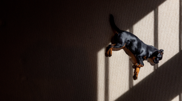 How do you know if your dog has intervertebral disc disease (IVDD ...