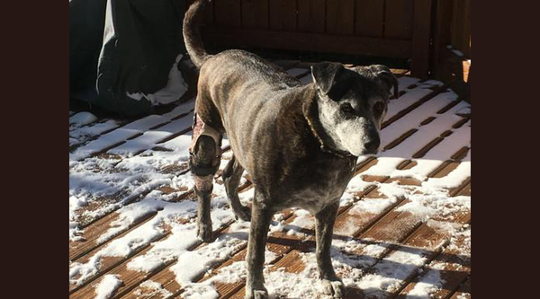 Senior Pit-mix Avoids Surgery with custom brace after CCL tear - Animal ...