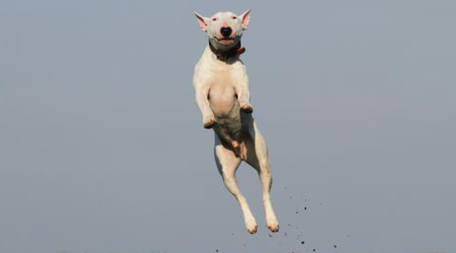 How PEMF Treatment Benefits Dogs with Joint Pain - Animal Ortho Care