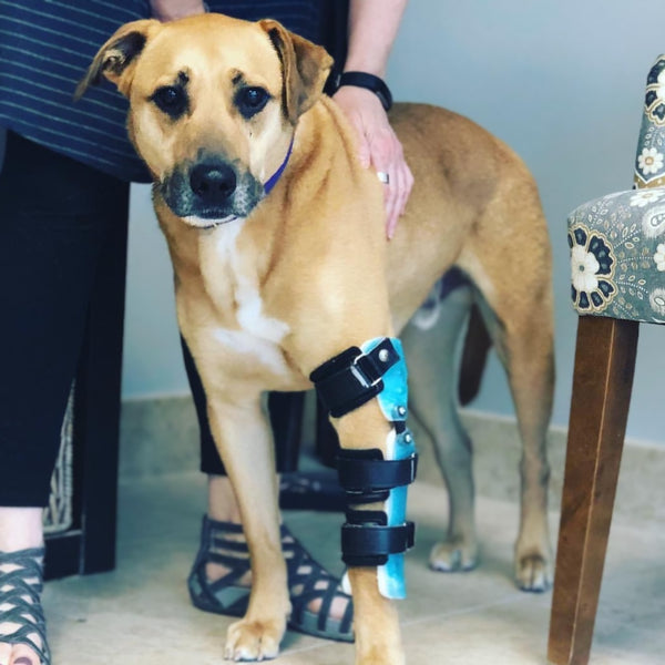 Custom Dog Elbow Brace | Dog Front Leg Brace - Animal Ortho Care