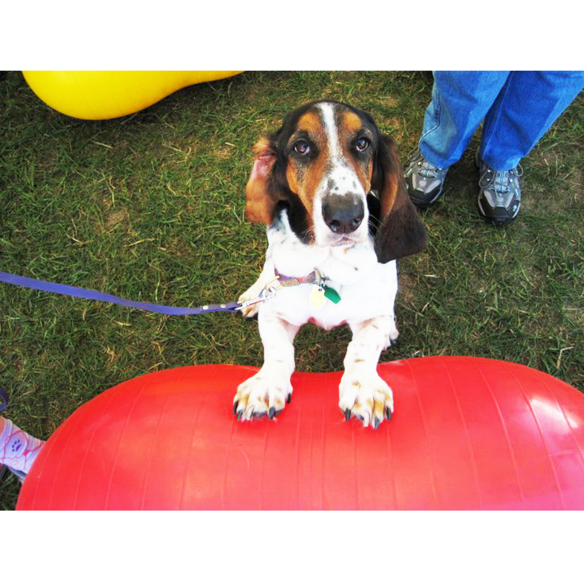 Original Peanut - FitPaws - Animal Ortho Care