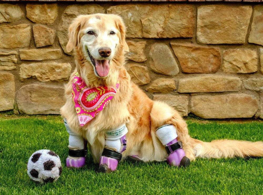 Dog Leg Prosthetic - Partial Limb - Animal Ortho Care