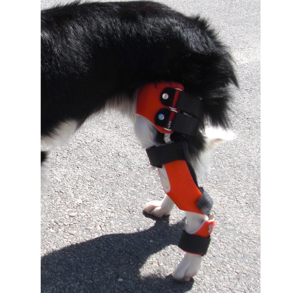 DOG BRACES Tagged "custom knee hock" - Animal Ortho Care