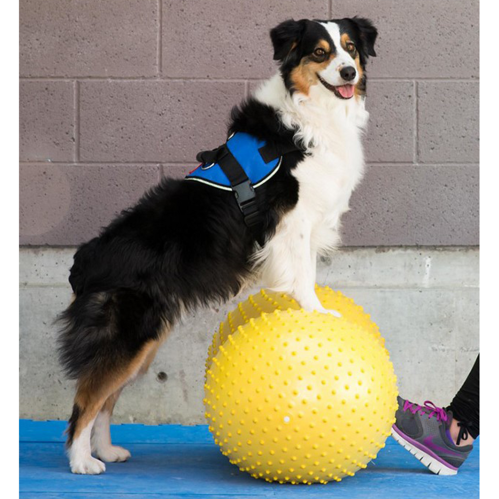 TRAX Peanut - FitPaws - Animal Ortho Care