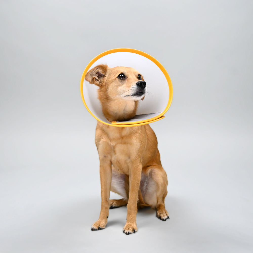 Animal Ortho Care Pet Cone - E-Collar | Dog Cone | Recovery Cone
