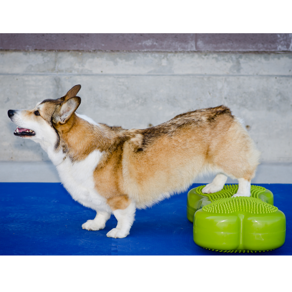 FITPAWS - Animal Ortho Care