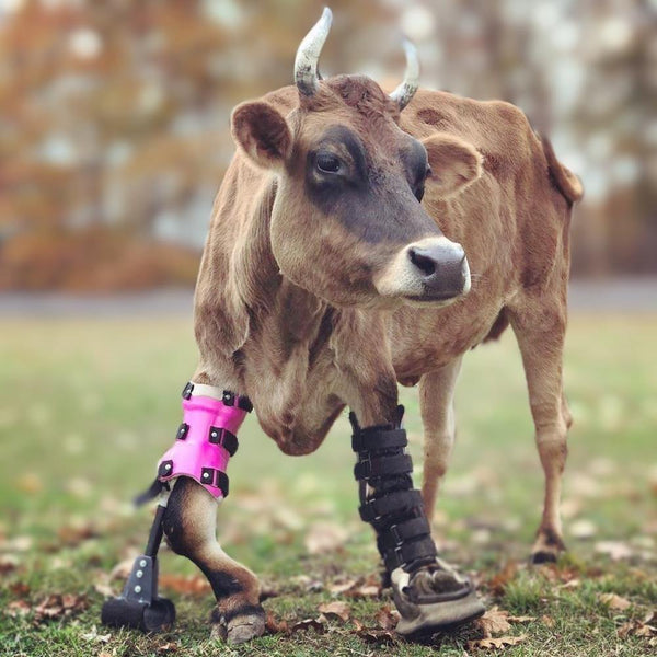 Farm Animal Able-Bodied Prosthetic for Deformities - Animal Ortho Care