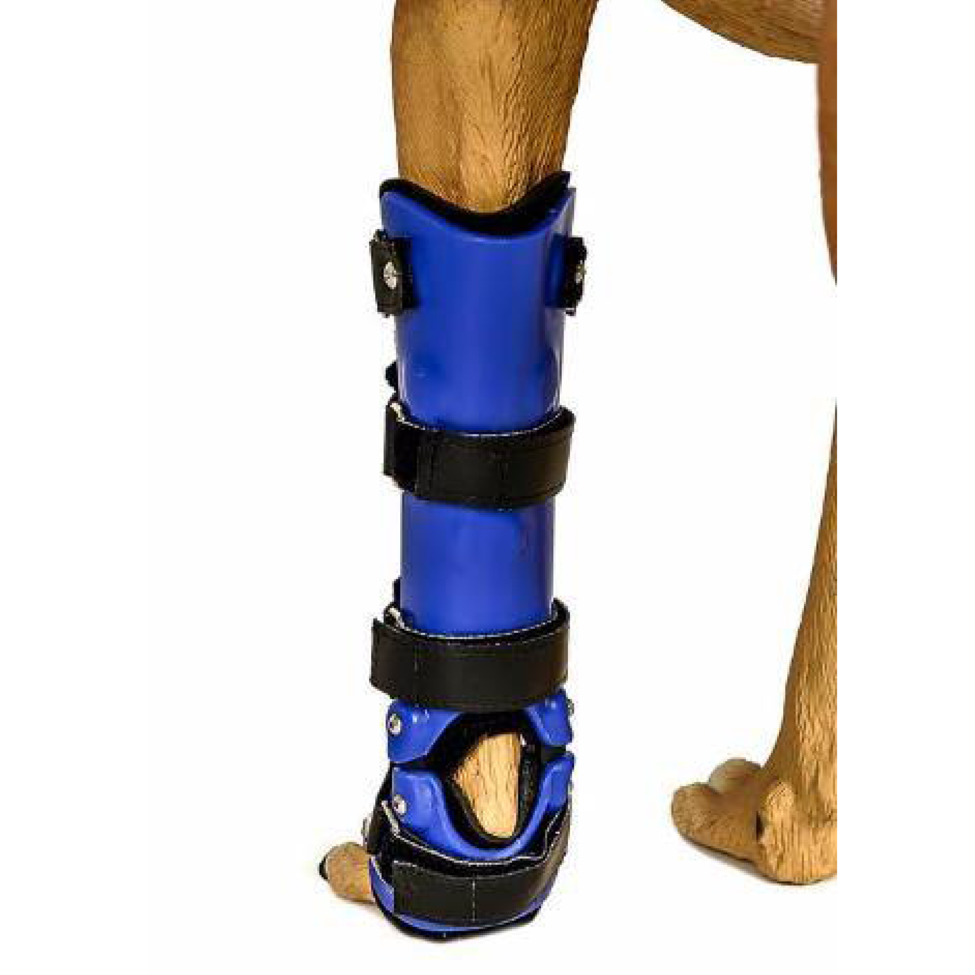 Bivalve Splint Dog