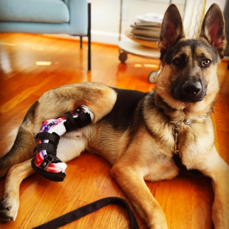 CUSTOM DOG BRACES - Animal Ortho Care