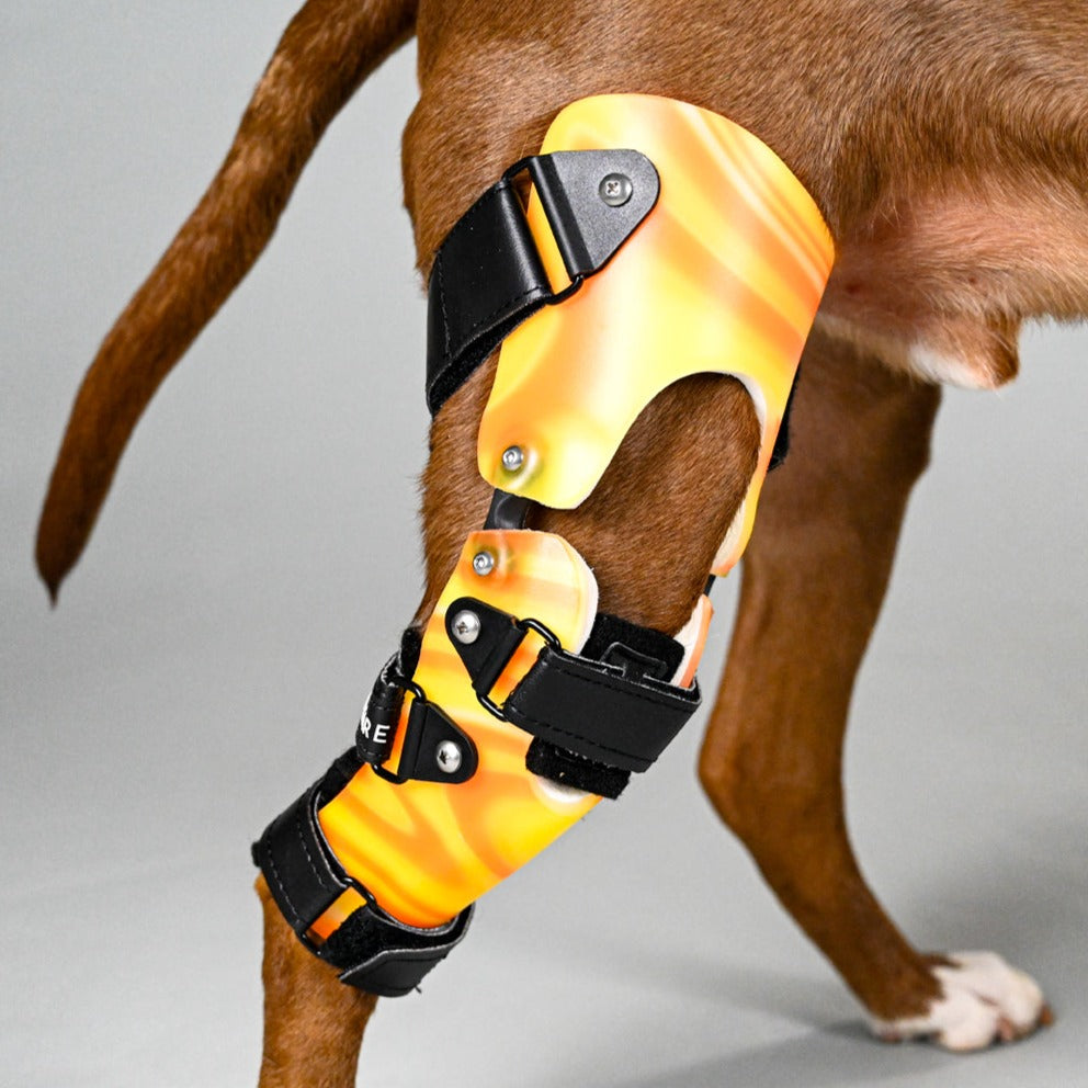 Bilateral Custom Dog Knee Braces | CCL/ACL Stifle Rear Leg Dog Braces ...