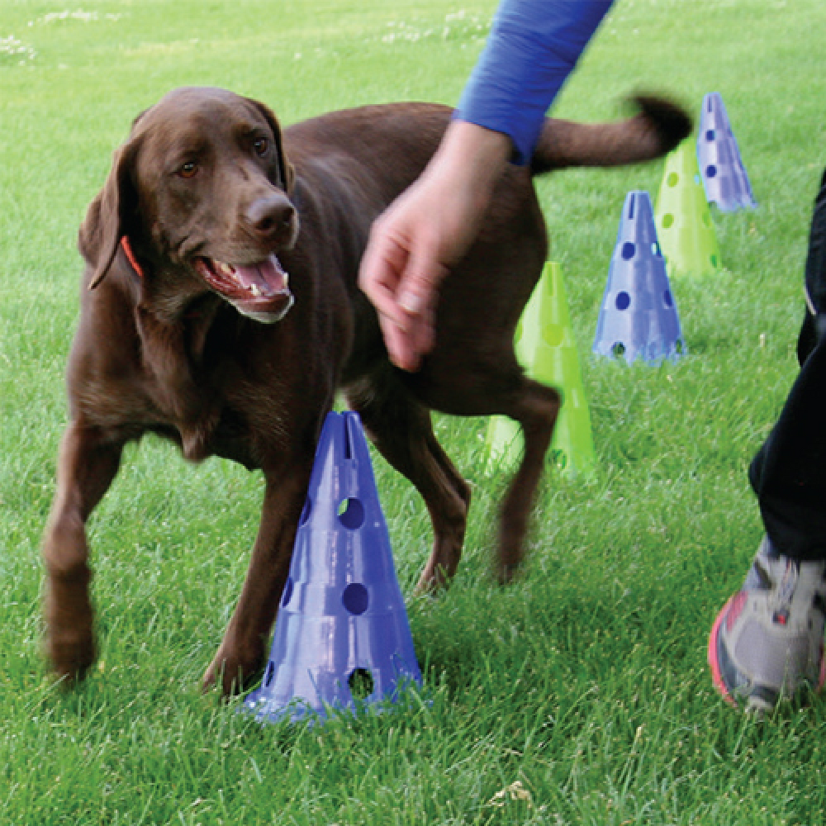 CanineGym Dog Agility Kit - FitPaws - Animal Ortho Care