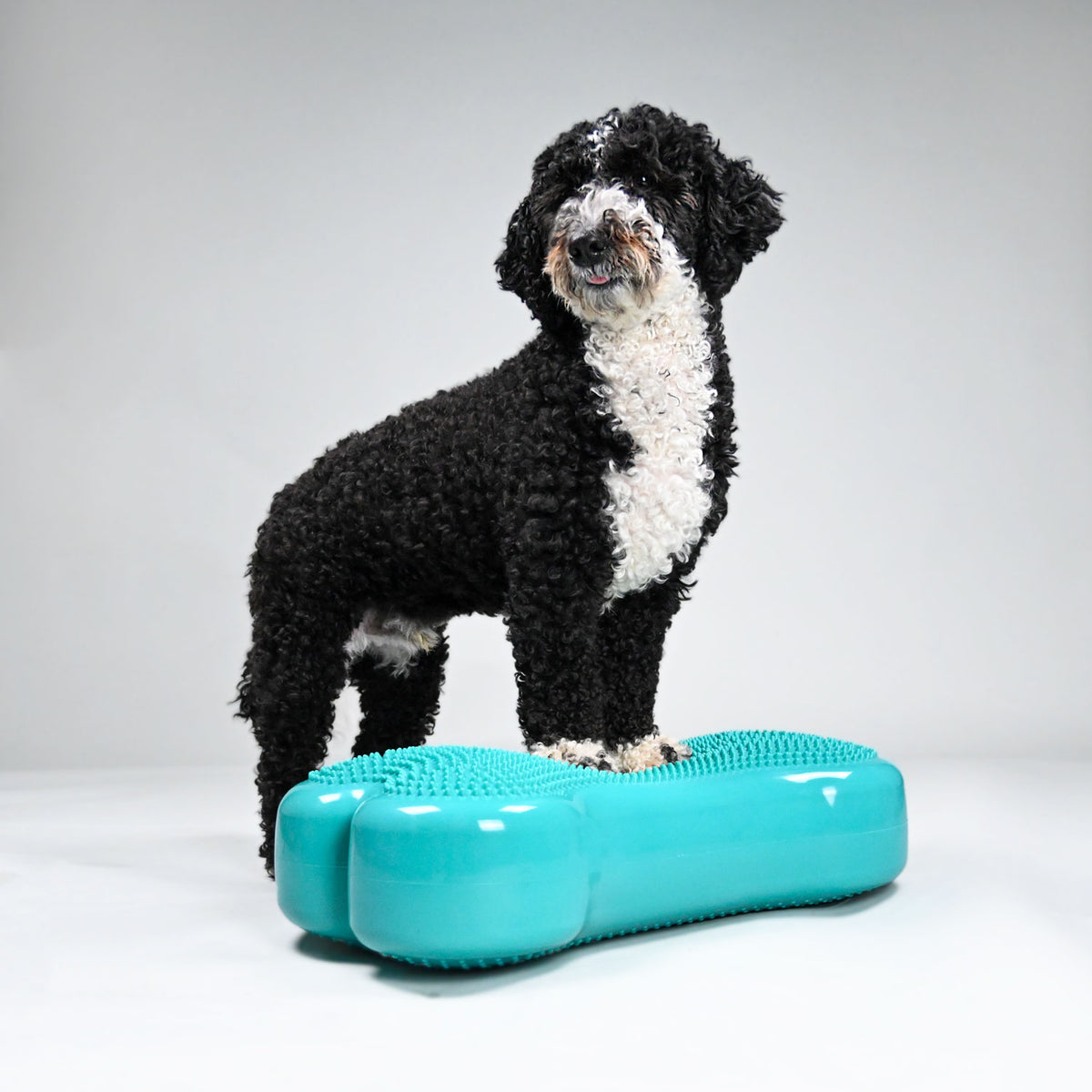 REHAB & FITNESS - Animal Ortho Care