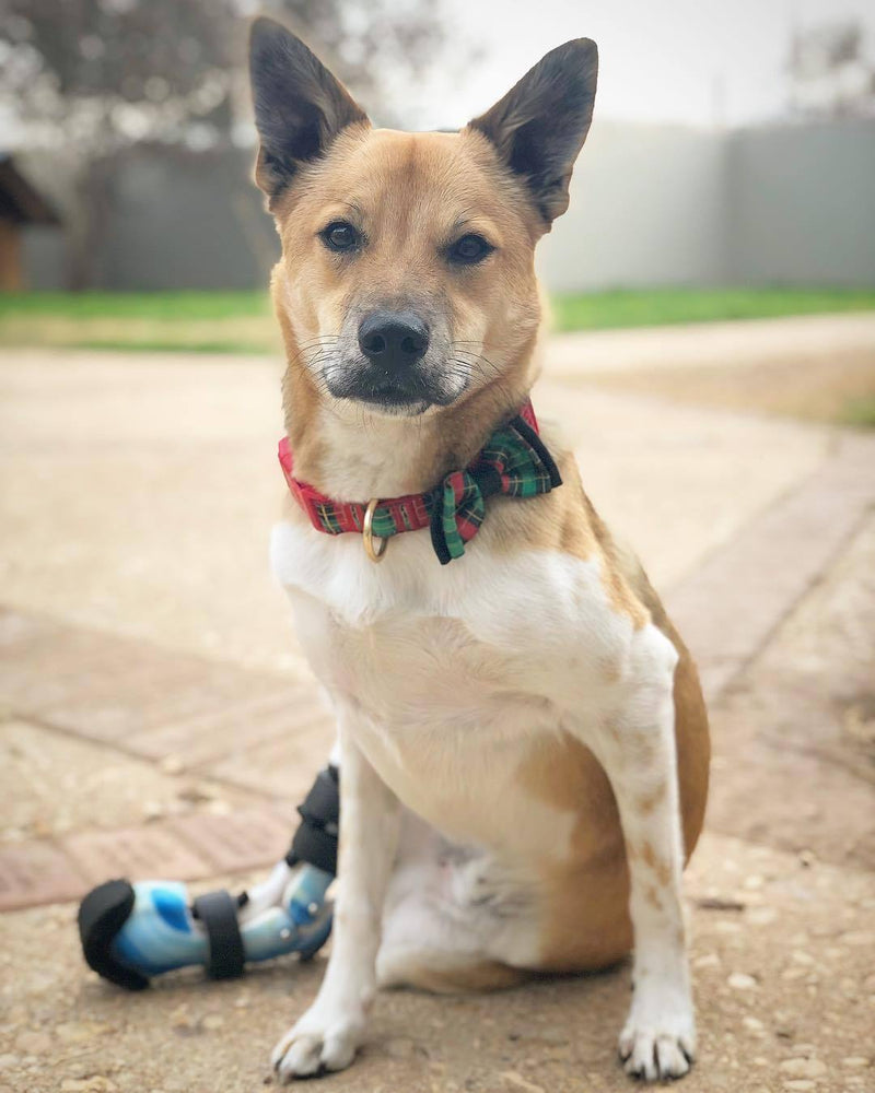 Dog Leg Prosthetic - Partial Limb - Animal Ortho Care