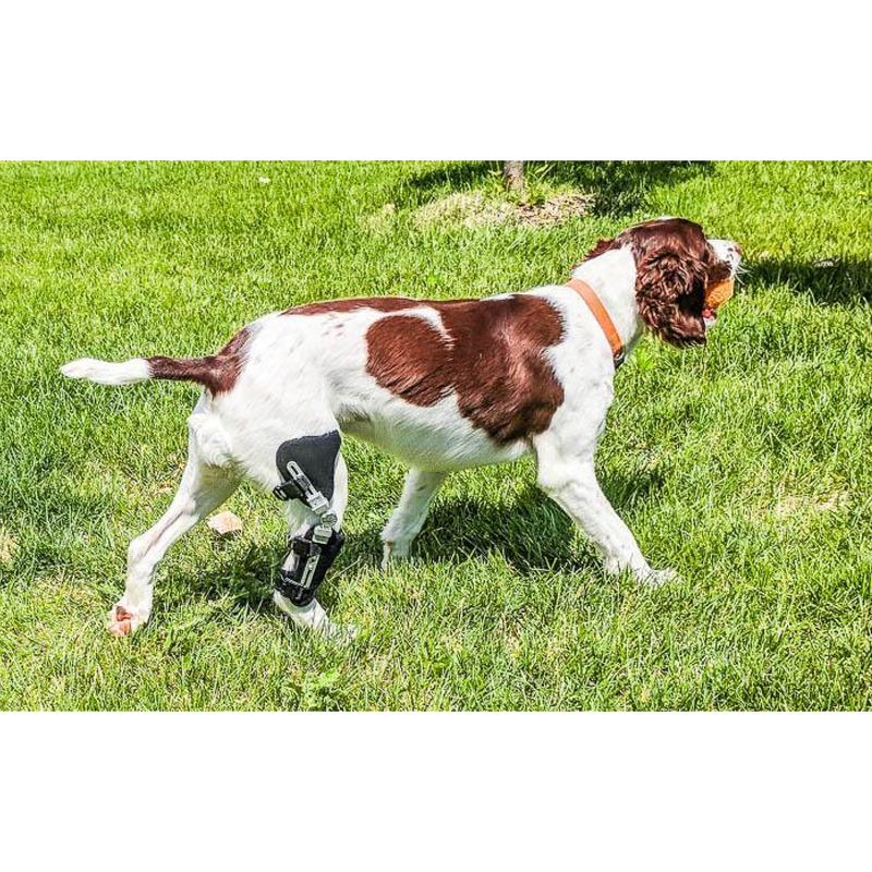 Performance Dog Knee Brace | CCL Dog Rear Leg Brace - Animal Ortho Care