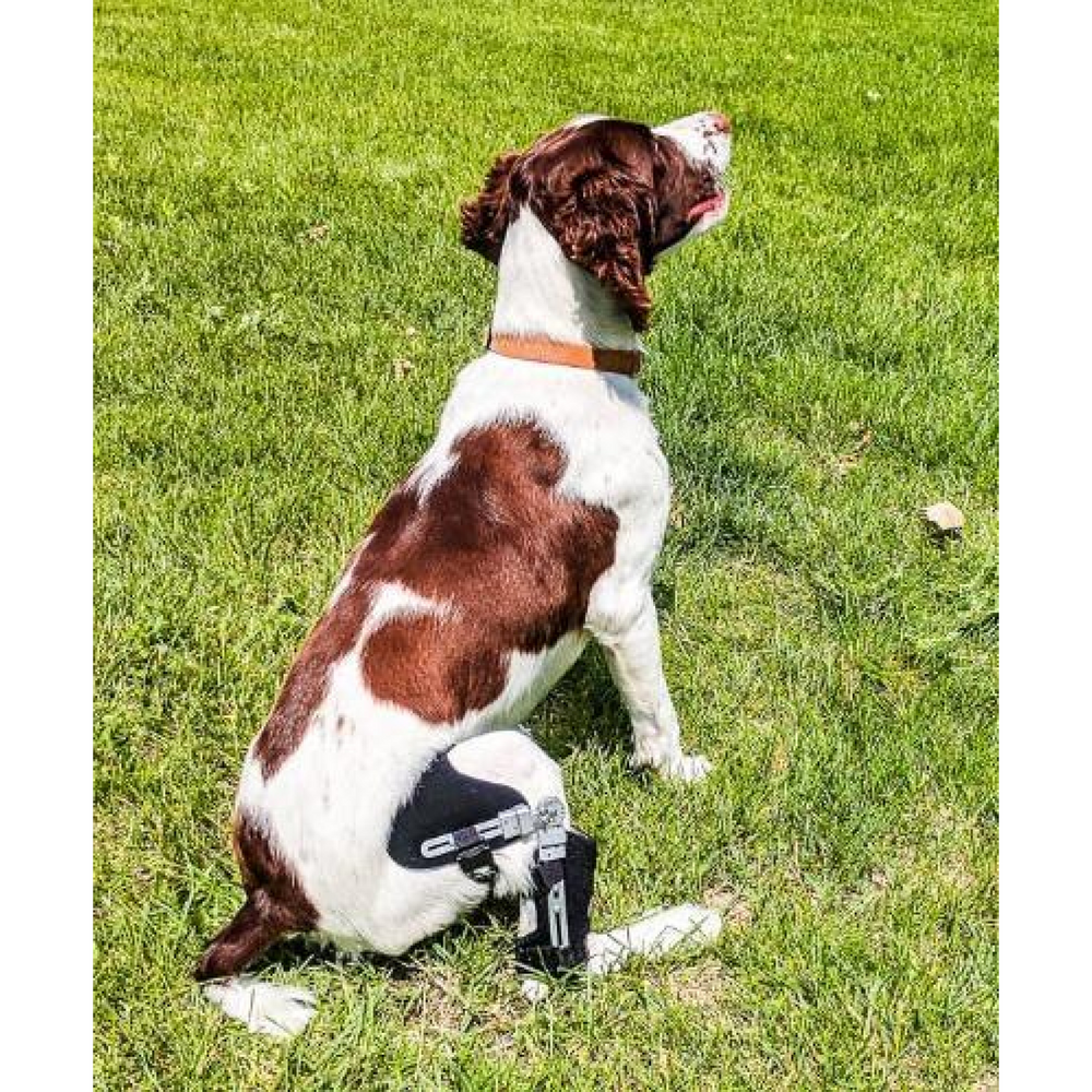 Performance Dog Knee Brace | CCL Dog Rear Leg Brace - Animal Ortho Care