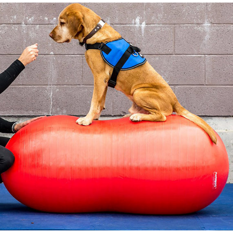 Original Peanut - FitPaws - Animal Ortho Care