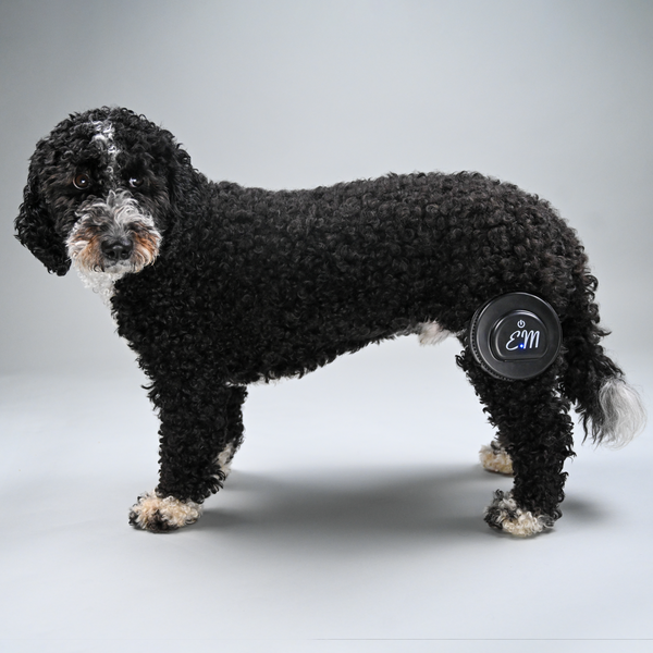 EMpower Device System - EM Technology - Animal Ortho Care