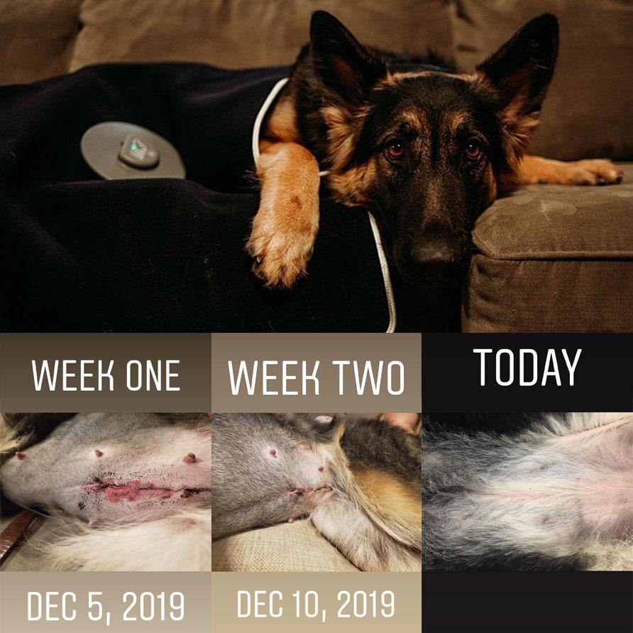 EMbed Relief System - Blanket with EM Technology | Pet Pain Relief ...